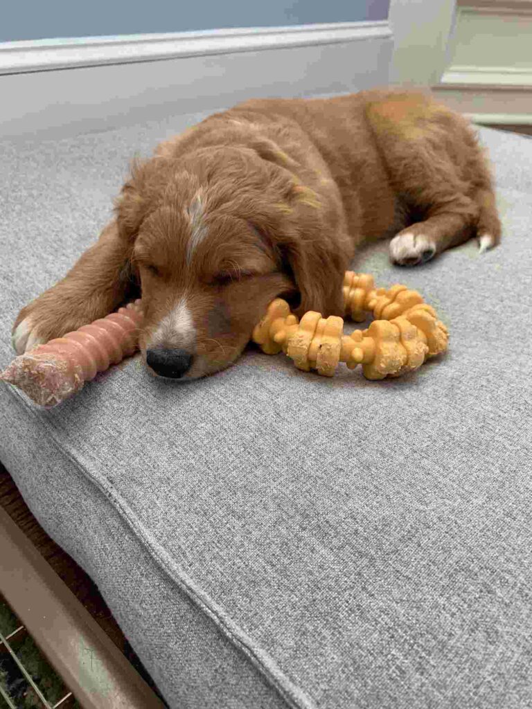 Puppy Preparation - Four Paw Pet Solutions